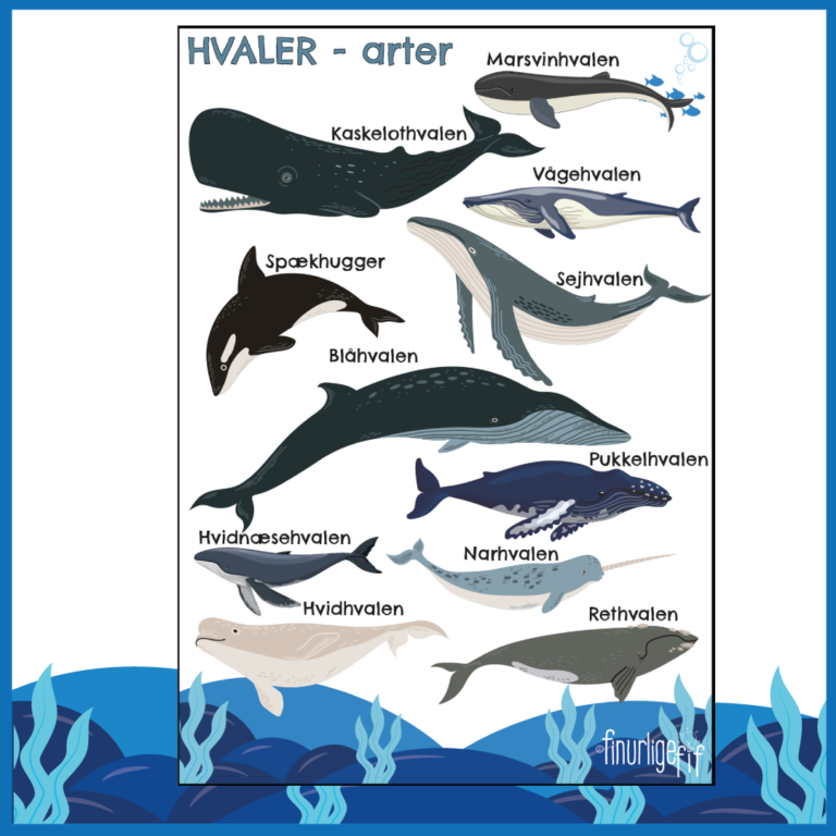 Udforsk Hvaler: Finurlig Emnepakke • finurligefif.dk